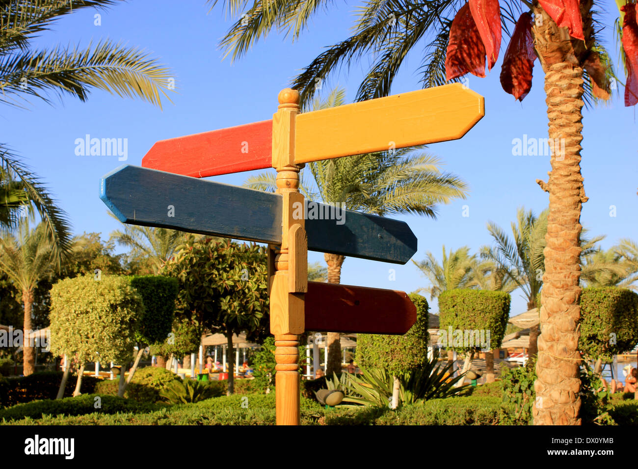 Editable palm tree hi-res stock photography and images - Alamy