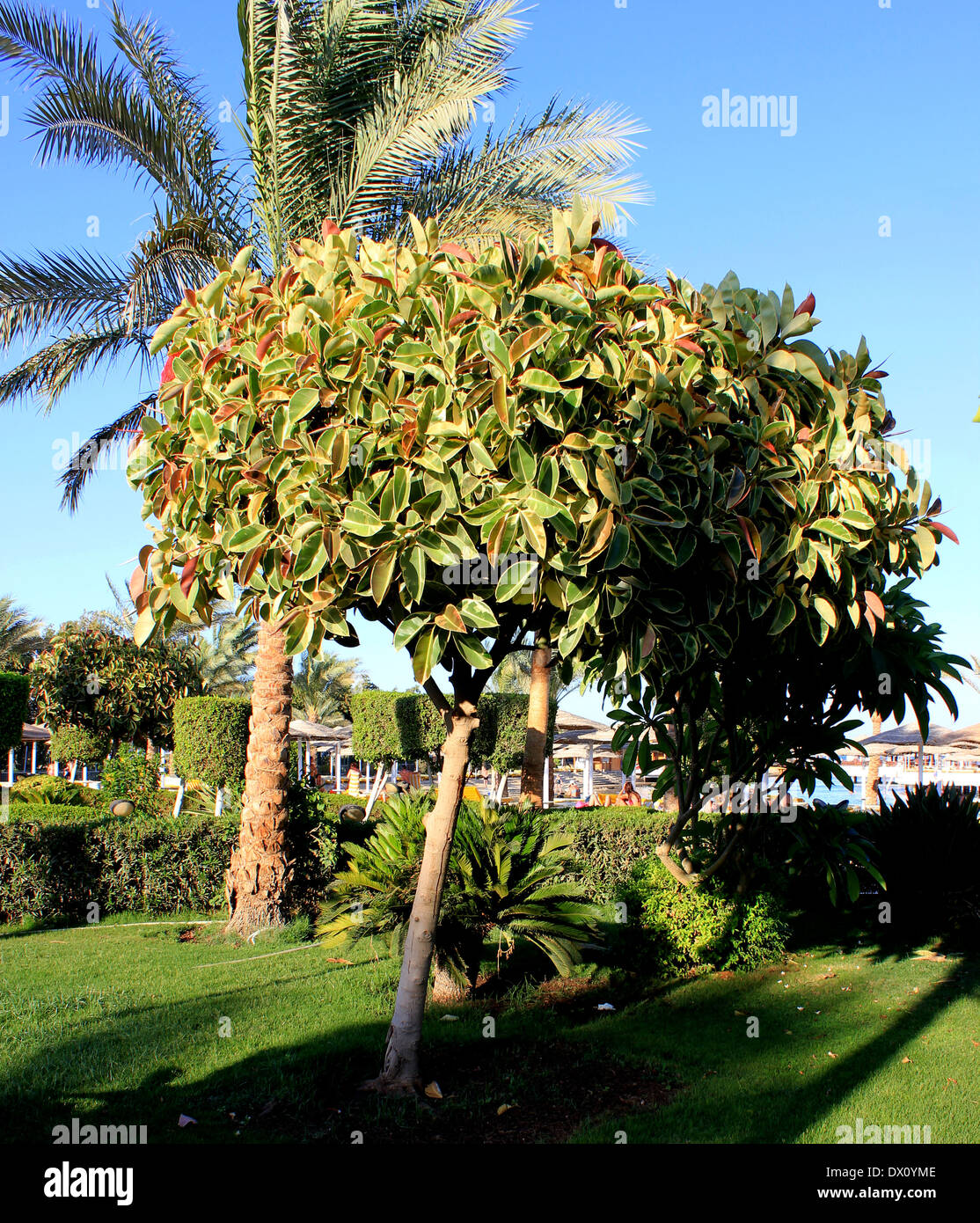 green trees in garden Stock Photo - Alamy
