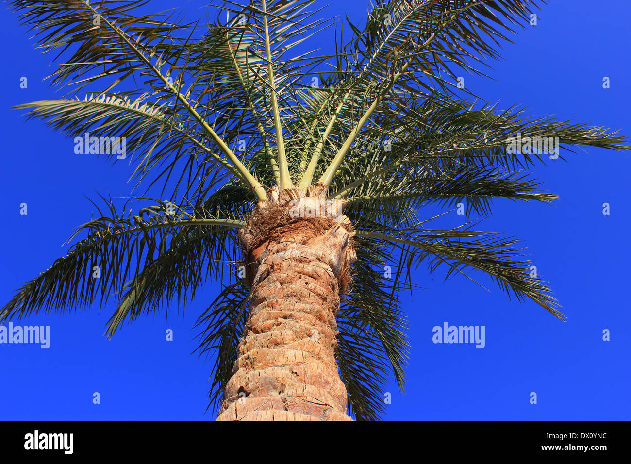 Rough palm branch hi-res stock photography and images - Alamy