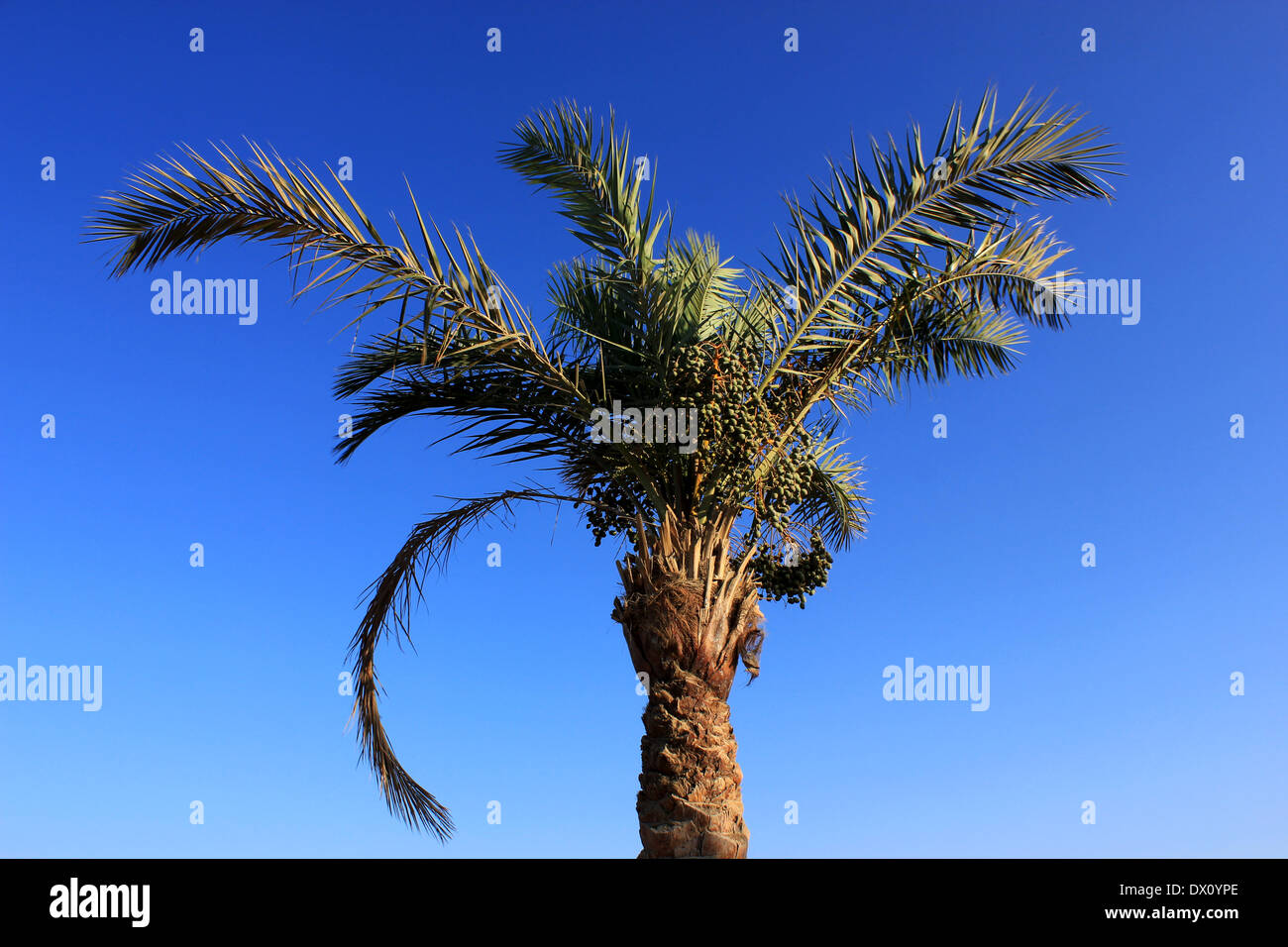 One palm tree at sun light Stock Photo - Alamy