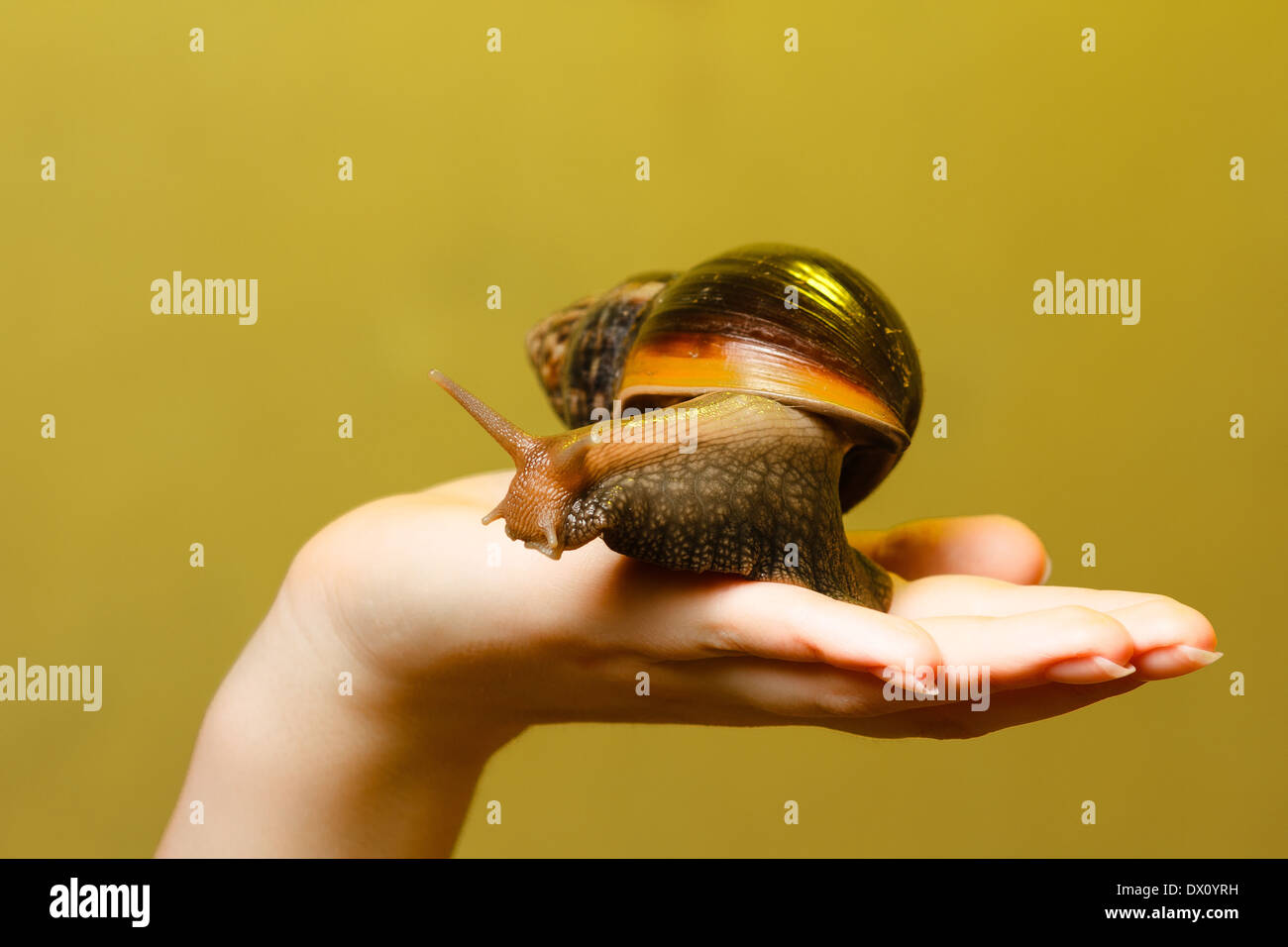 snail in the girls hand on yellow background Stock Photo - Alamy