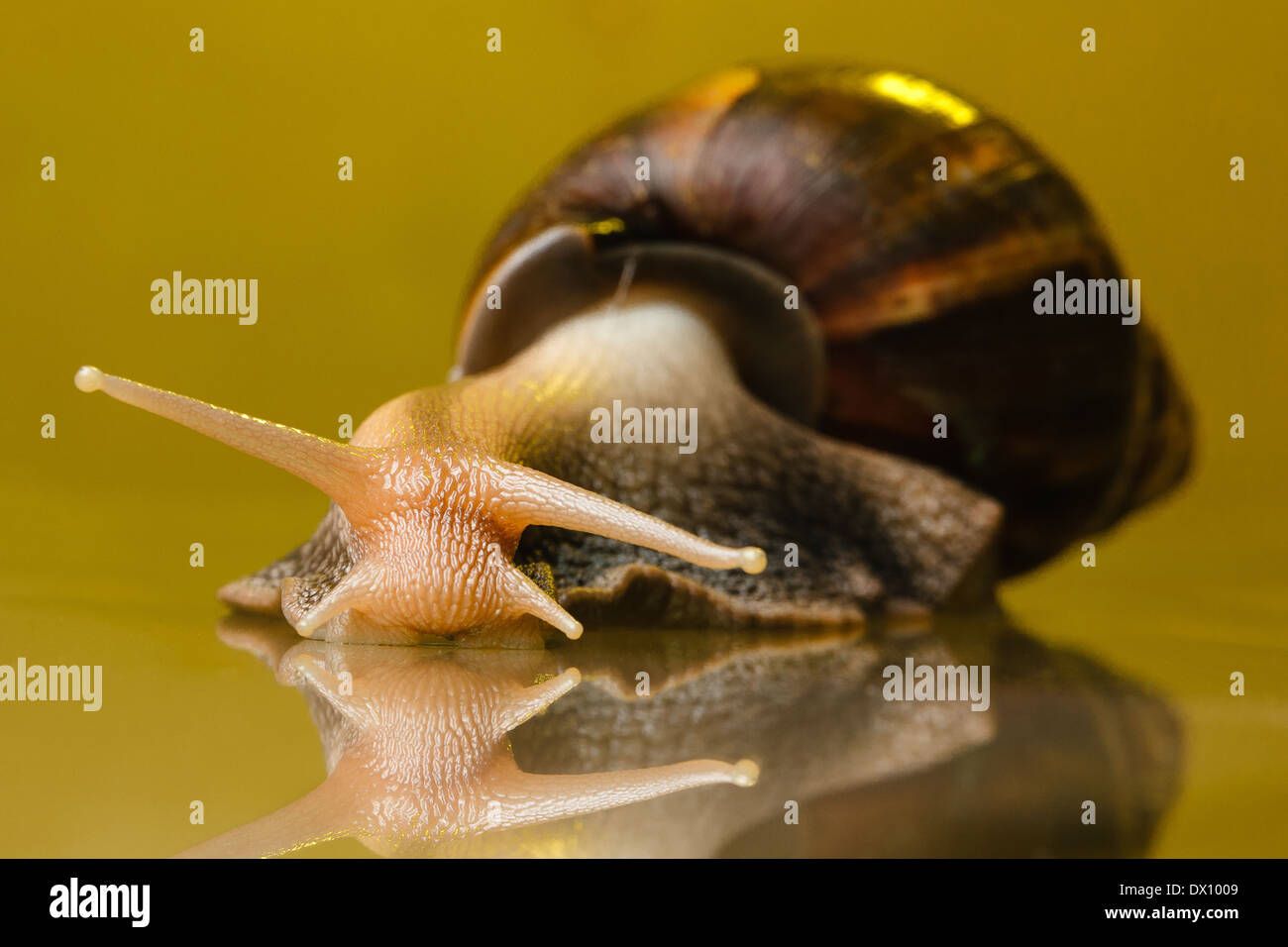 Glass snail hi-res stock photography and images - Alamy