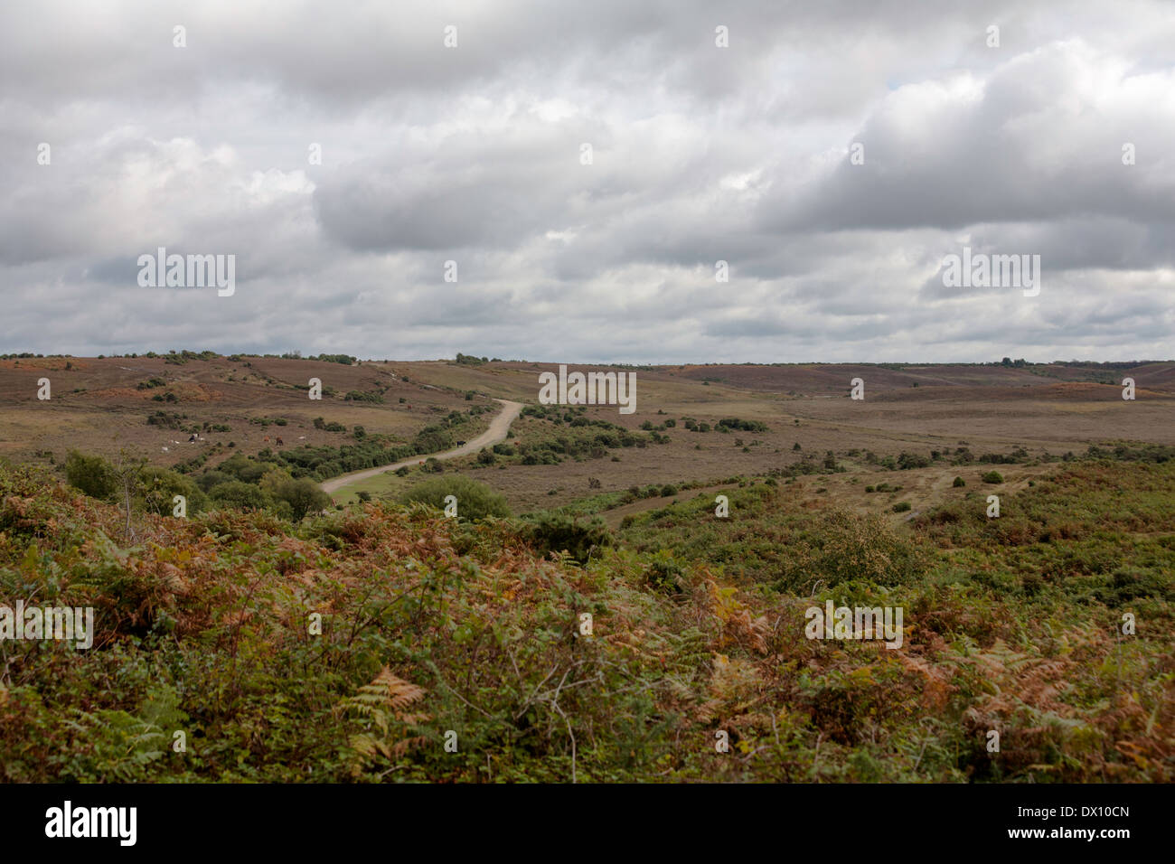 Hampton Ridge above Latchmore Bottom Latchmore Brook Frogham near ...