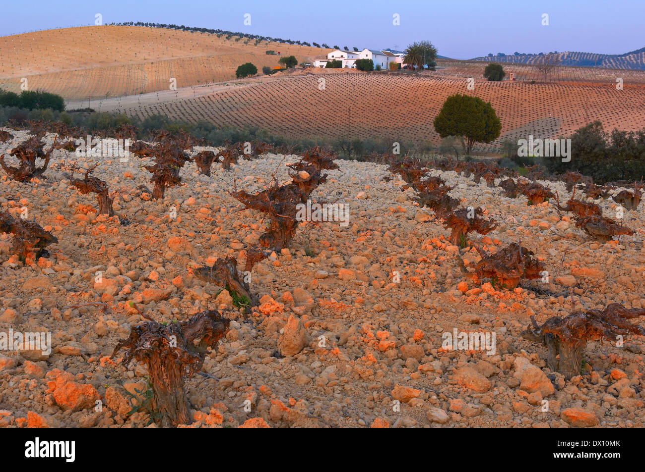 Montilla hi-res stock photography and images - Alamy