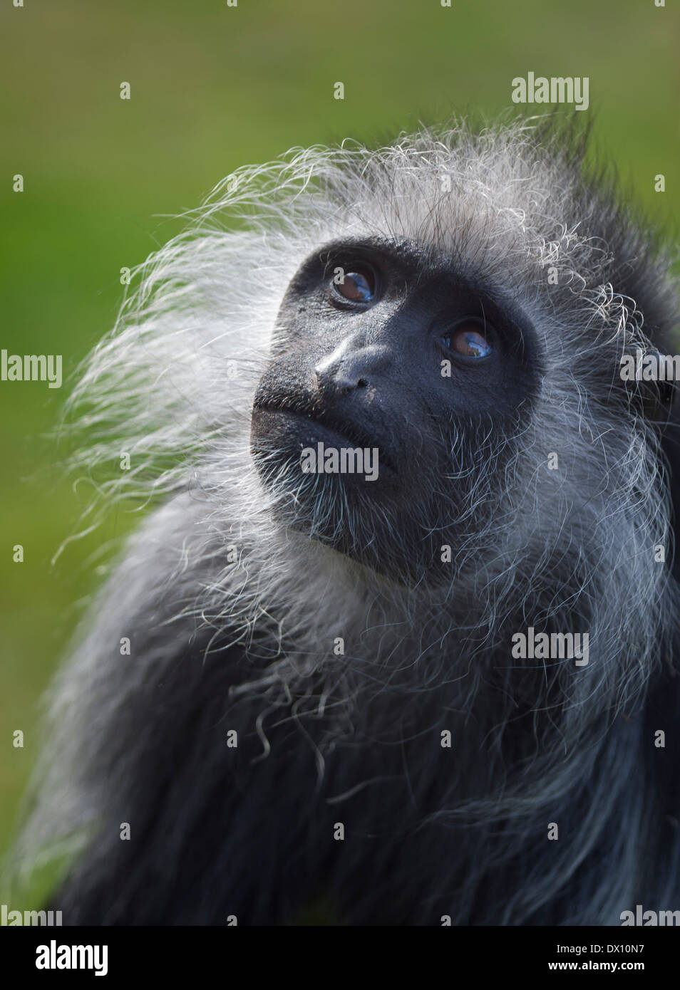 Genus colobus hi-res stock photography and images - Alamy