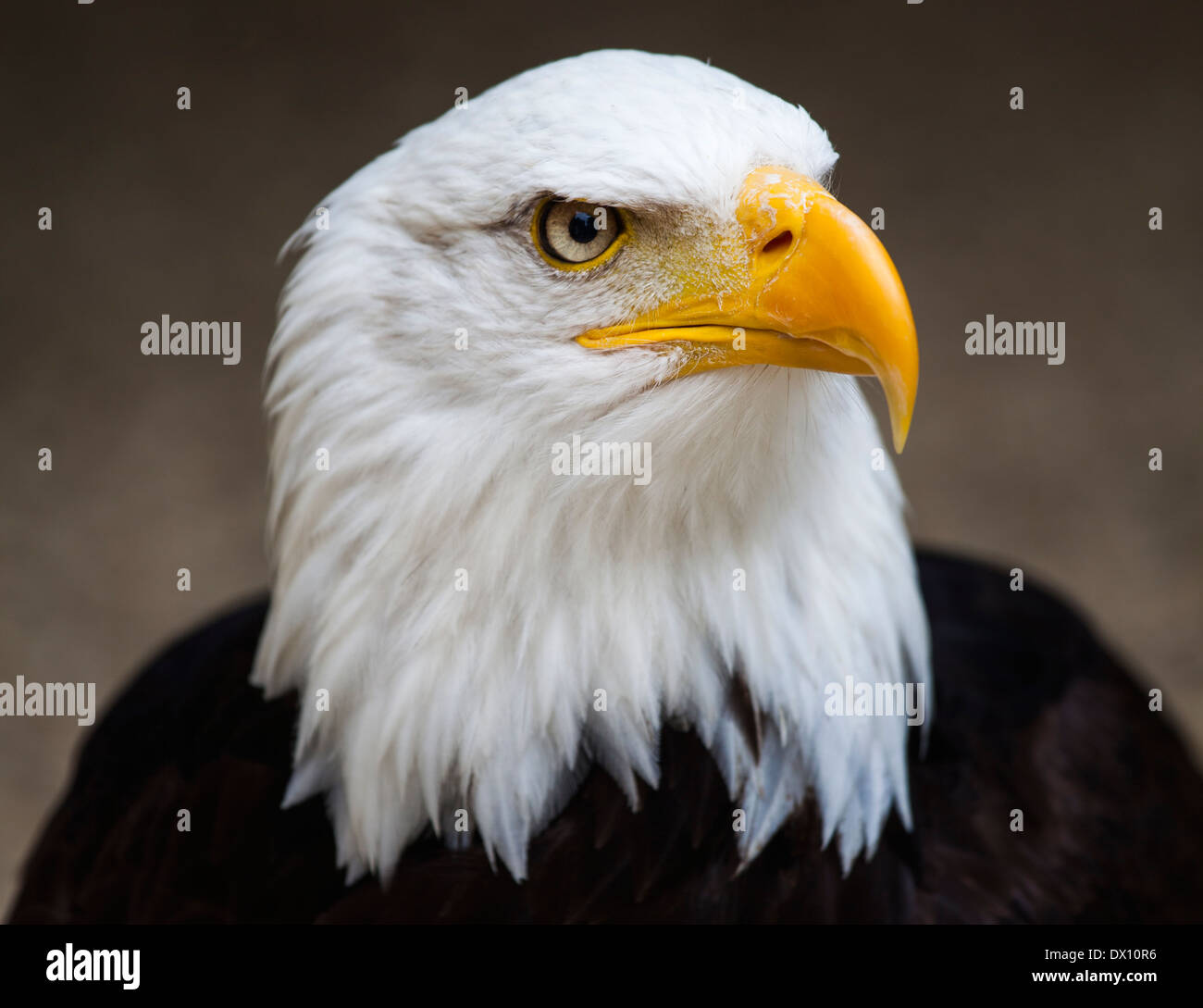 Fierce hunter hi-res stock photography and images - Alamy