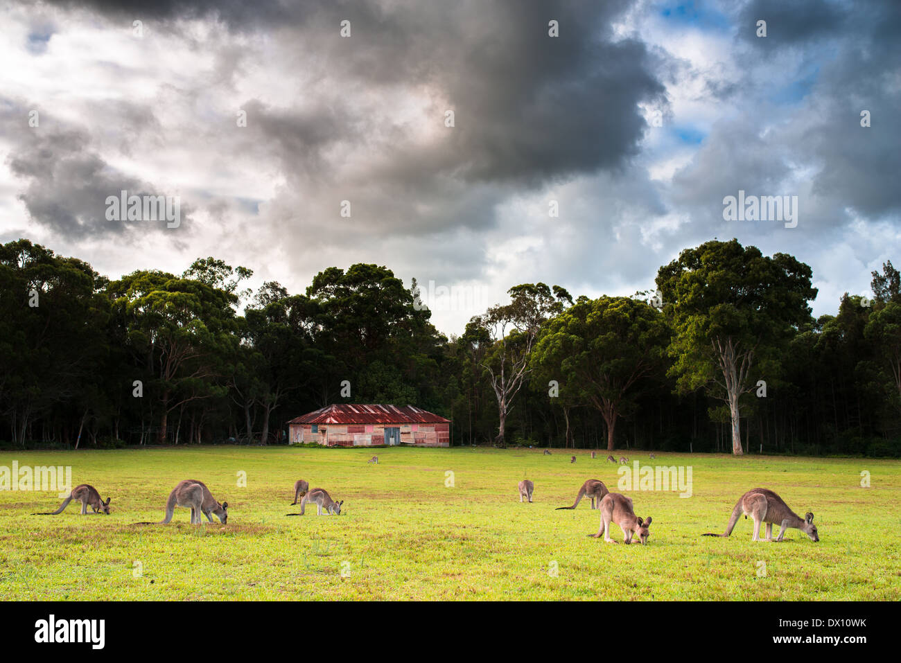 Australian barn hi-res stock photography and images - Alamy