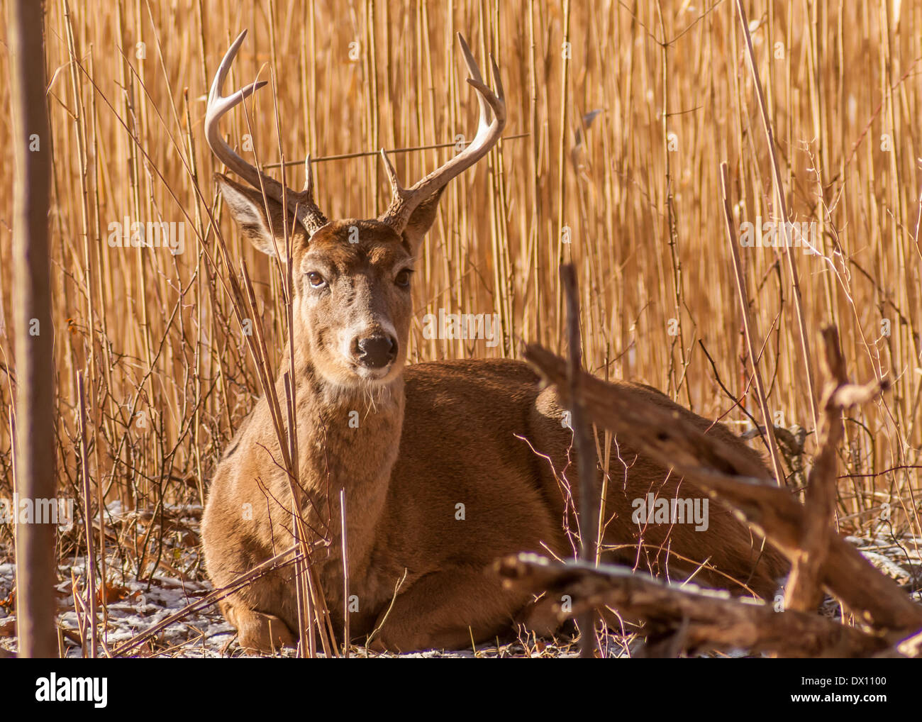 Whitetail Deer Buck bedded in a woods Stock Photo - Alamy