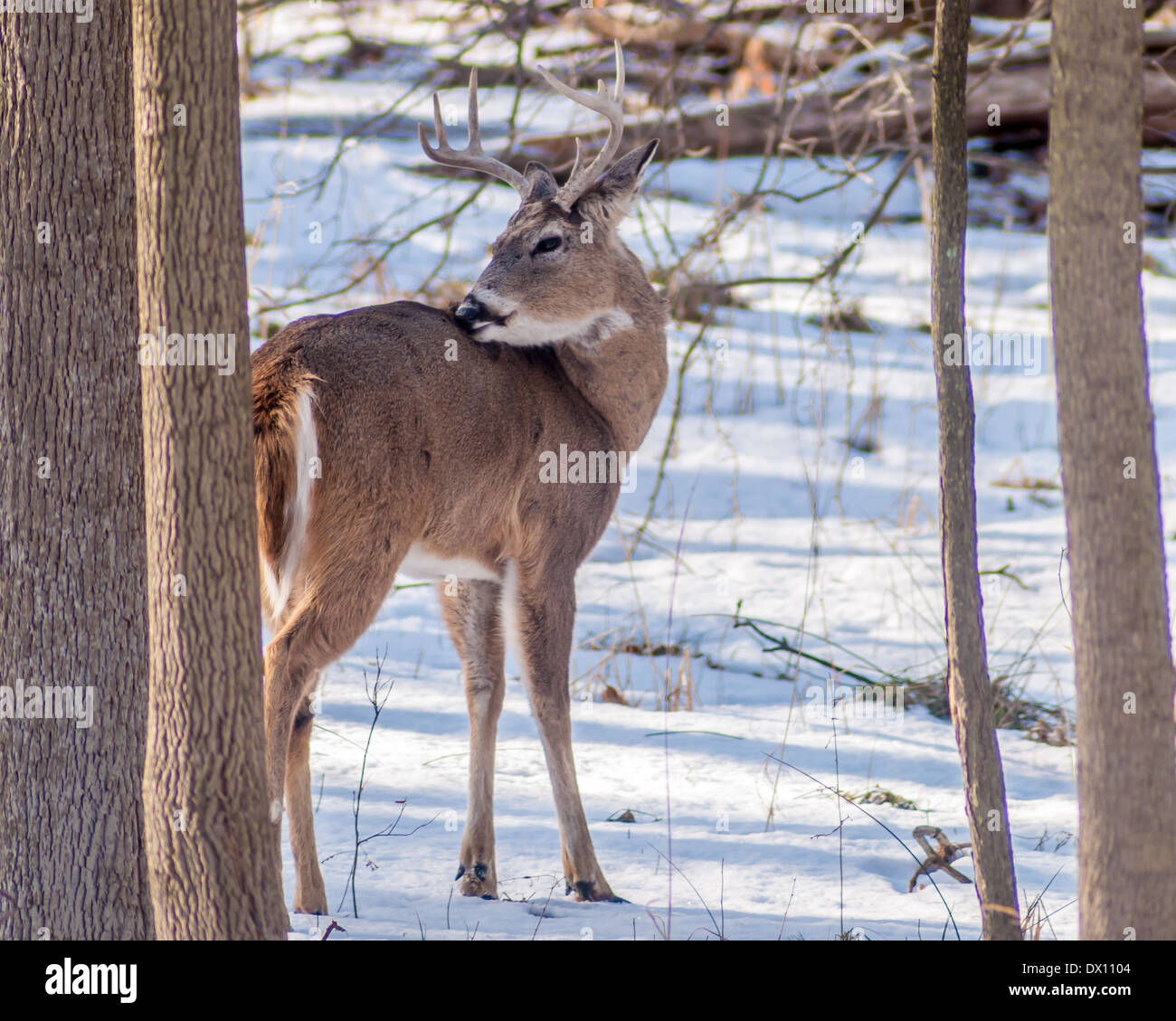 Whitetail Deer Buck standing in a woods Stock Photo - Alamy