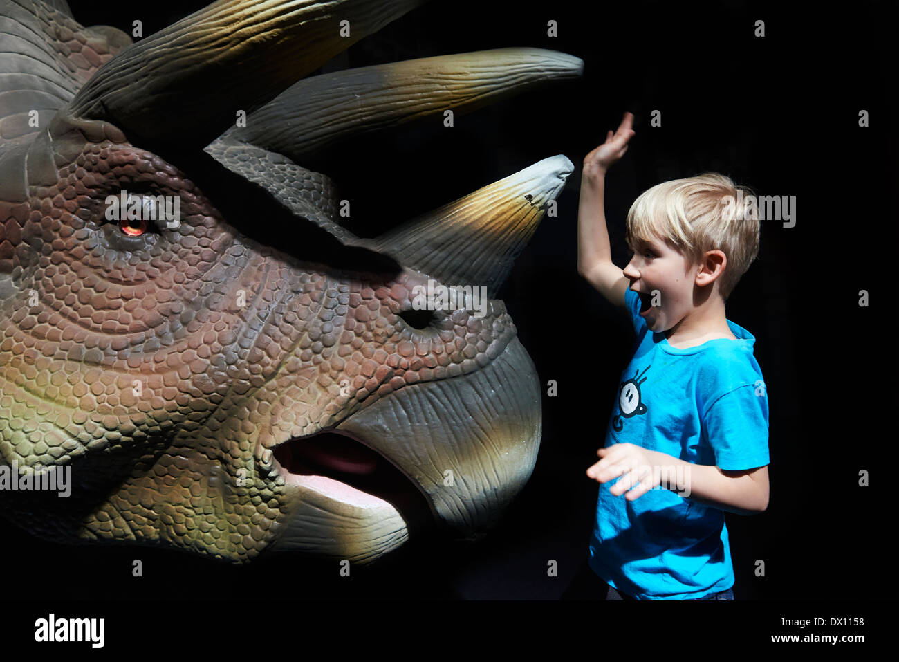 Child blond boy making fun with real life Triceratops dinosaur ...