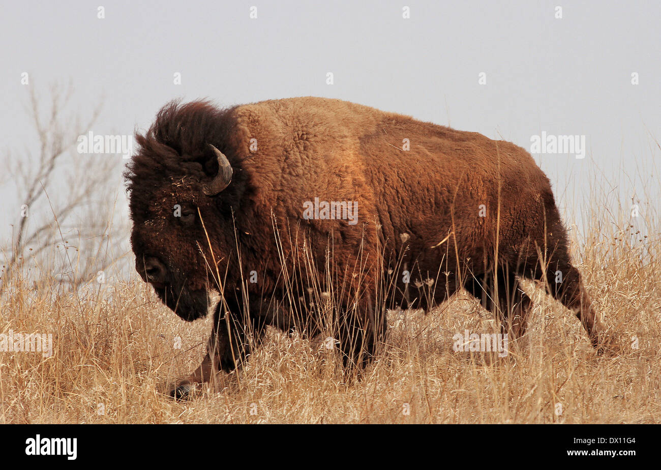 Prairie City, IOWA, USA. 15th Mar, 2014. A Bison runs across a section ...