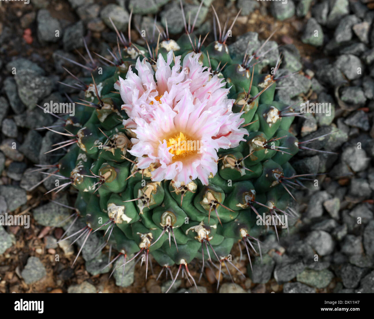 Rinconensis hi-res stock photography and images - Alamy