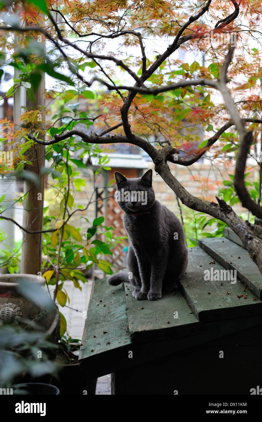 Stray Cat Living In A Temple, Komae, Tokyo, Japan Stock Photo - Alamy