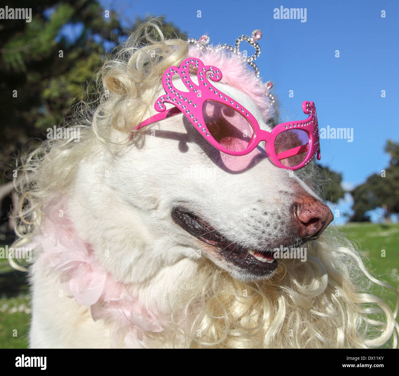 Dog wearing sunglasses, tiara and wig Stock Photo - Alamy