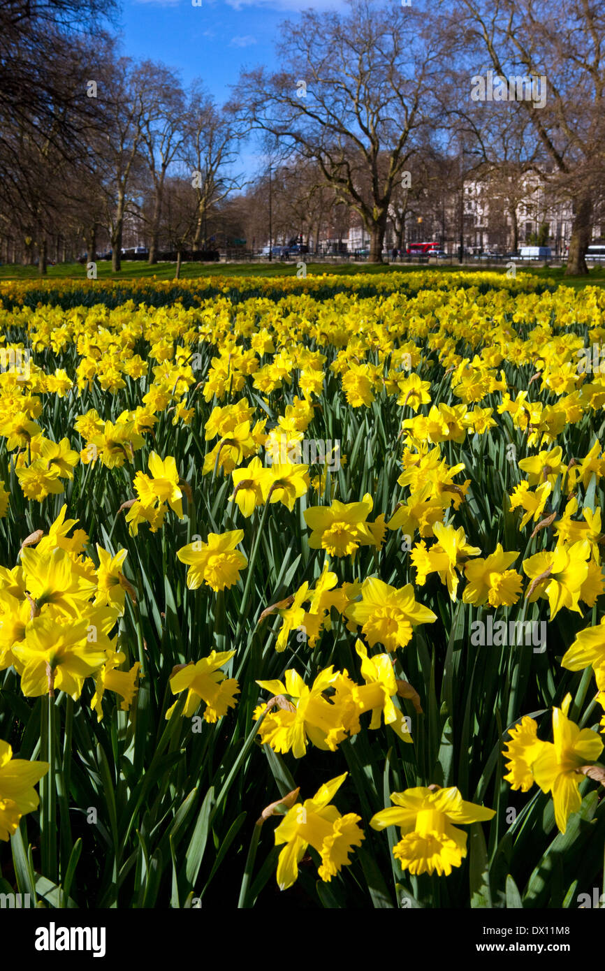 Hyde park london spring flowers hi-res stock photography and images - Alamy