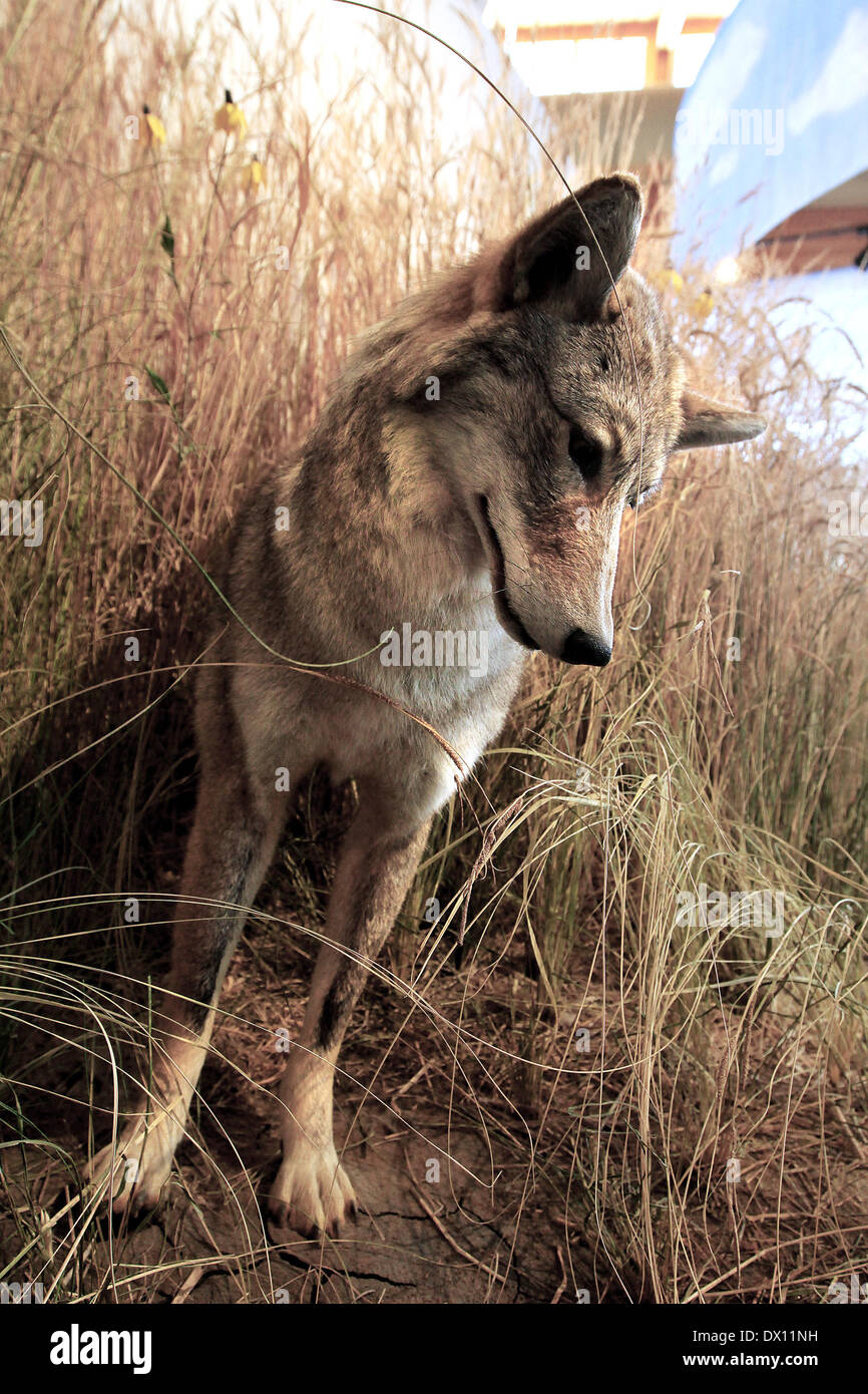 Prairie City, IOWA, USA. 15th Mar, 2014. A mounted Coyote in its ...