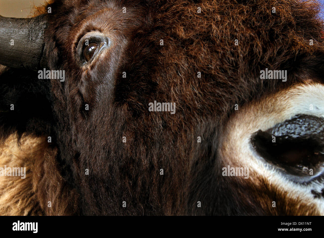 Prairie City, IOWA, USA. 15th Mar, 2014. A detailed image of a mounted ...