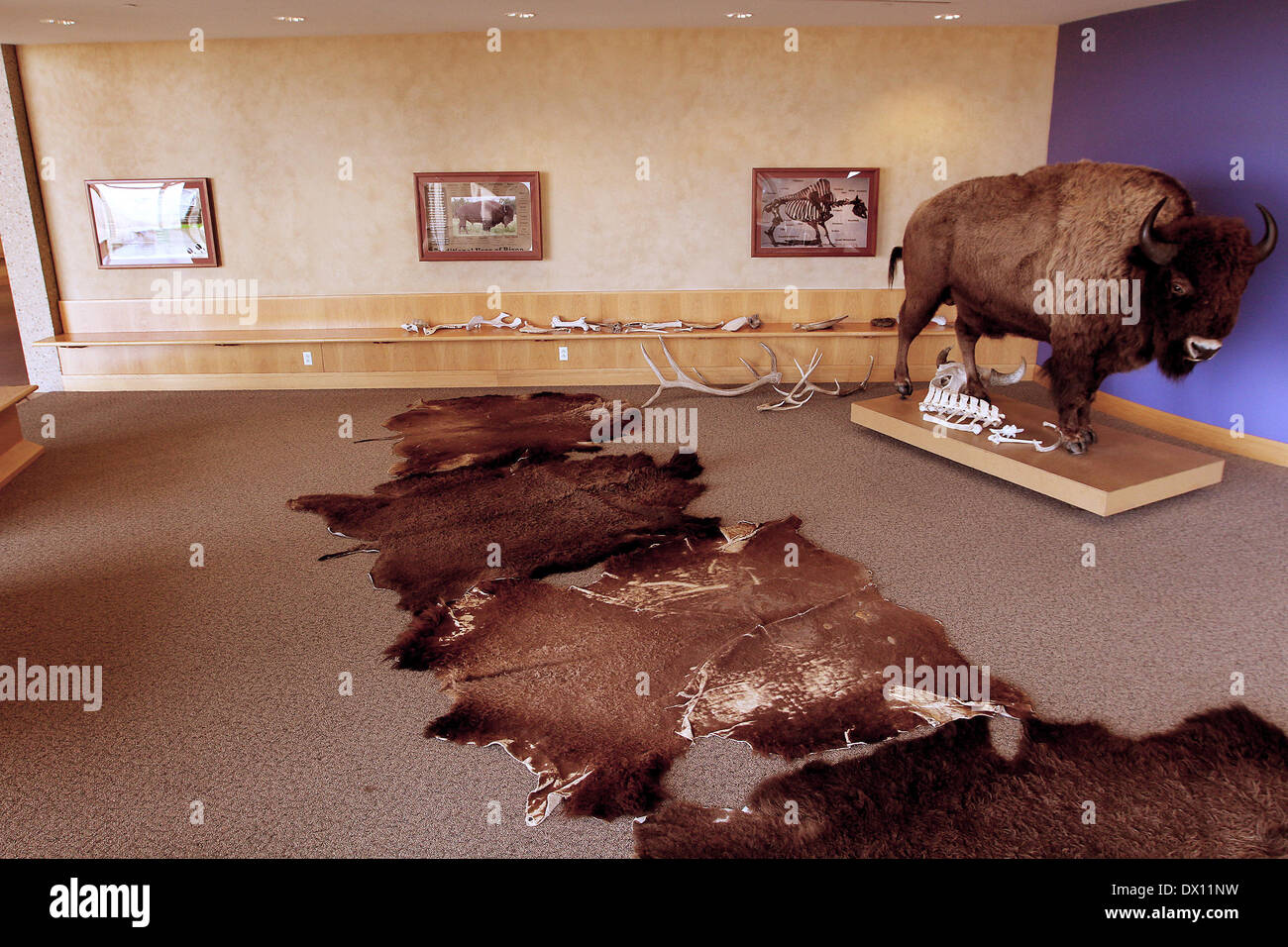Bison exhibit hi-res stock photography and images - Alamy