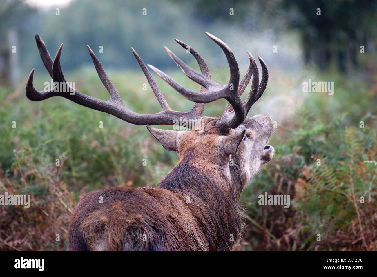 Male red deer stag running during autumn rut hi-res stock photography ...