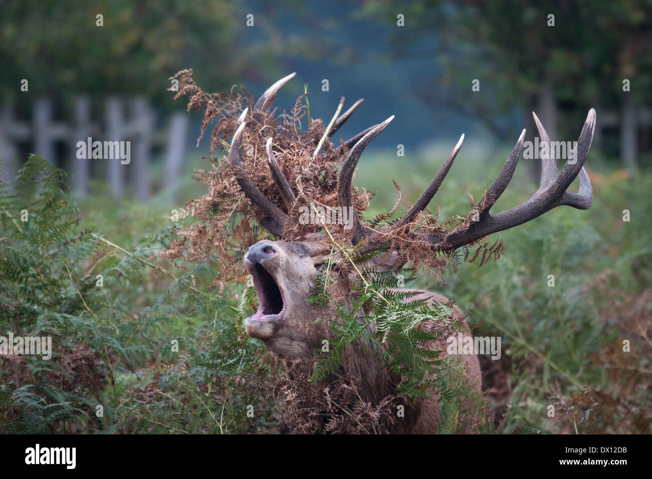 Male red deer stag running during autumn rut hi-res stock photography ...