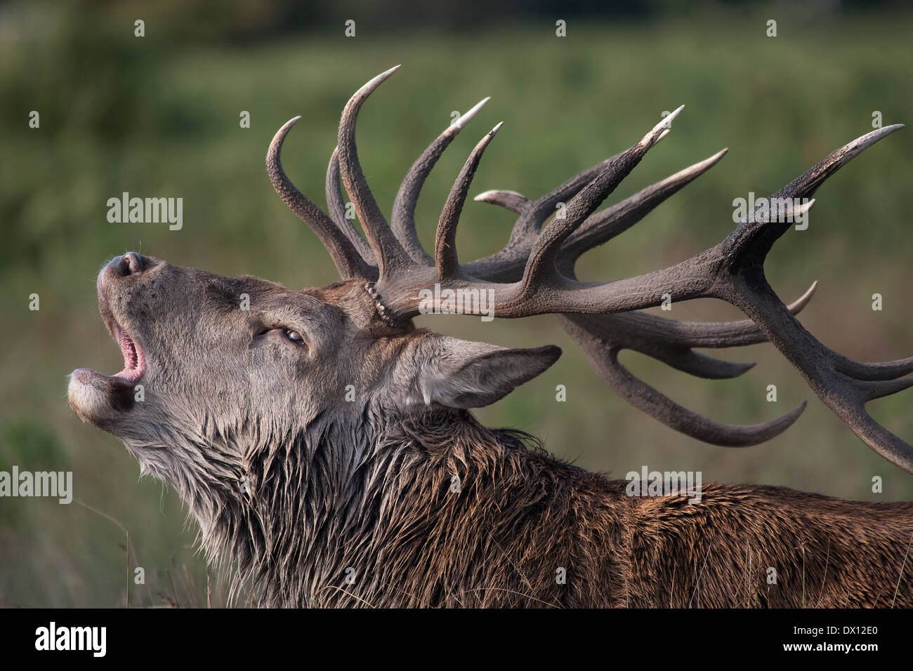 Male red deer stag running during autumn rut hi-res stock photography ...