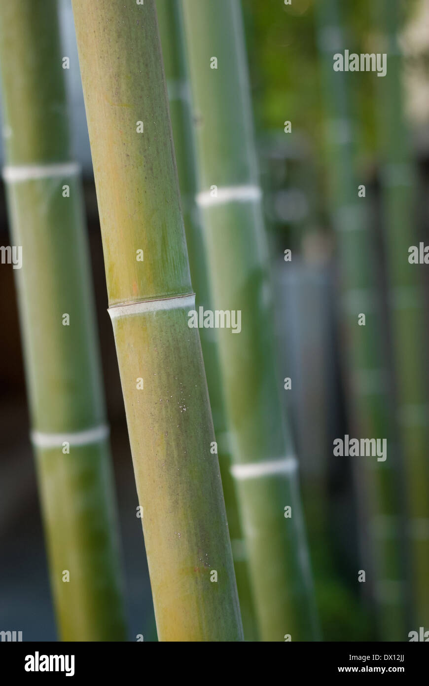 Bamboo trees in Tokyo, Japan Stock Photo - Alamy