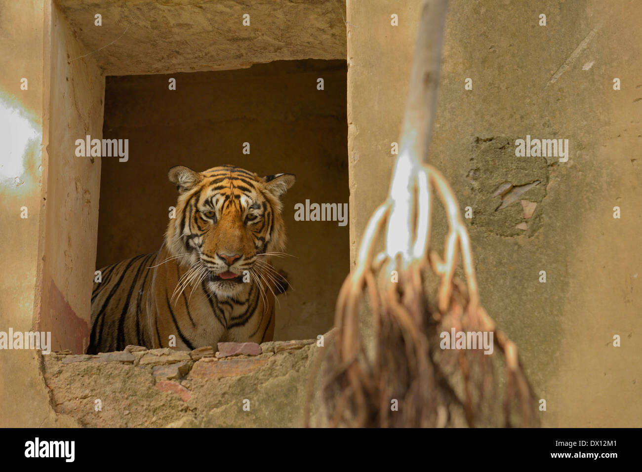 Wild tiger peeping out of an ancient palace, a protected monument, in ...