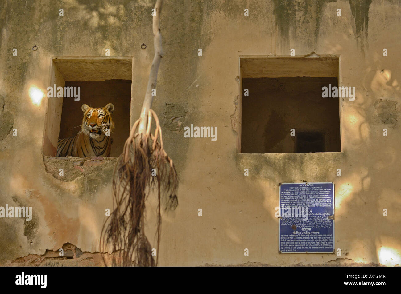 Wild tiger peeping out of an ancient palace, a protected monument, in ...