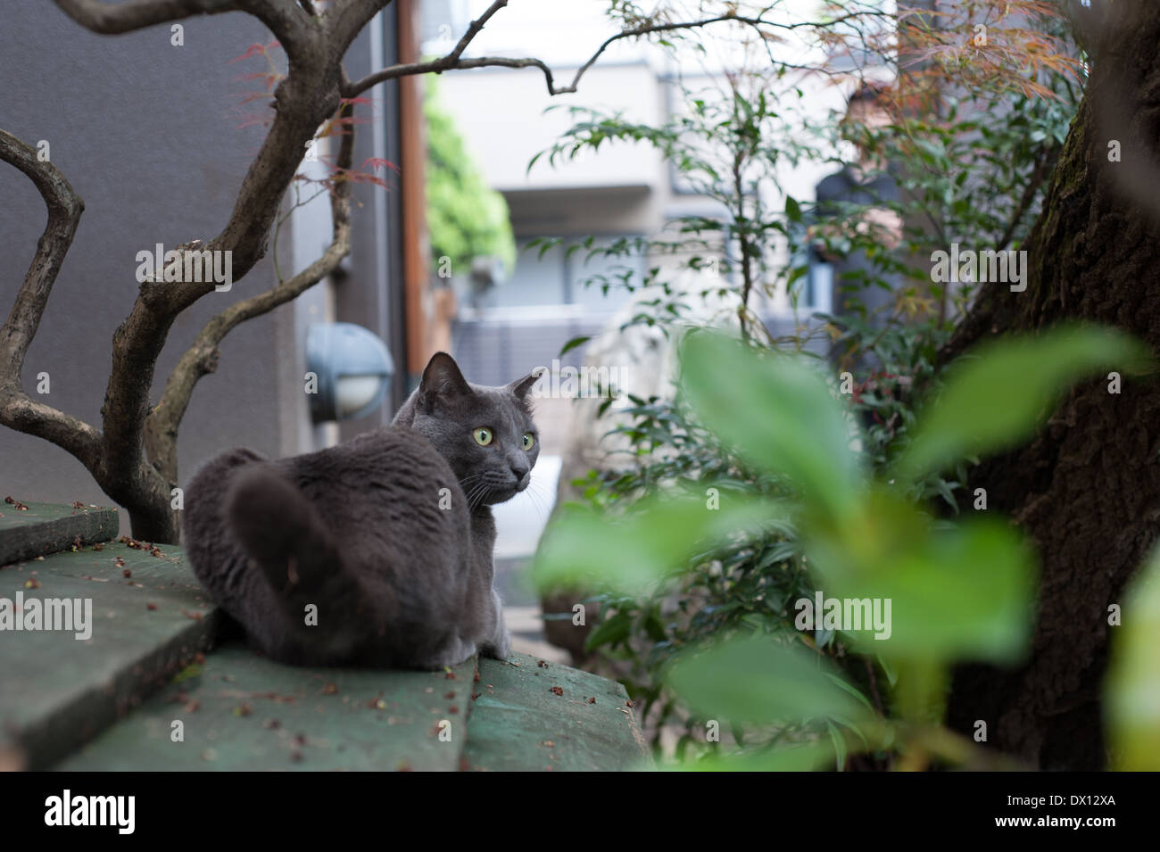 Stray Cat Living In A Temple, Komae, Tokyo, Japan Stock Photo - Alamy