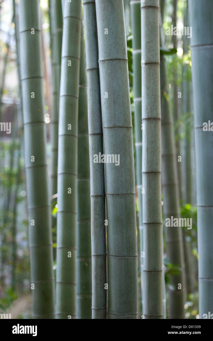 Bamboo trees in Tokyo, Japan Stock Photo - Alamy