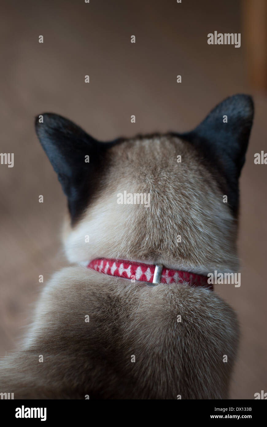 Rear view of Siamese cat Stock Photo - Alamy