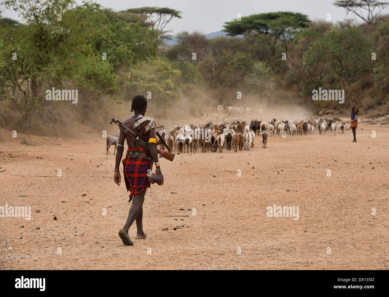 Hamer man safeguarding his goats near Turmi in the Omo Valley, Ethiopia ...