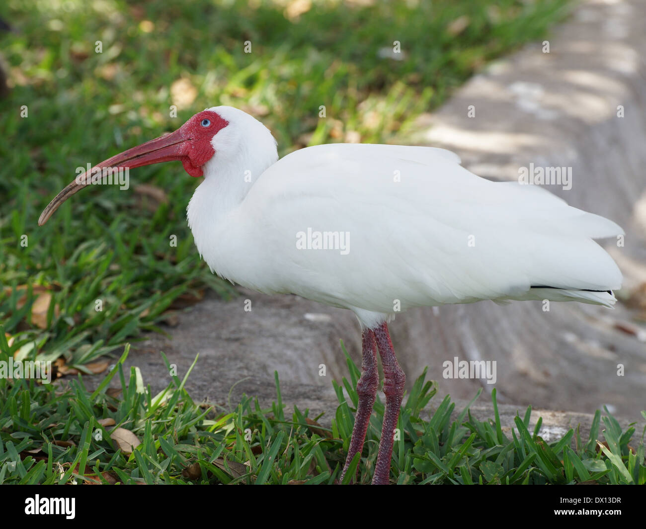 Tilted Sideways High Resolution Stock Photography and Images - Alamy