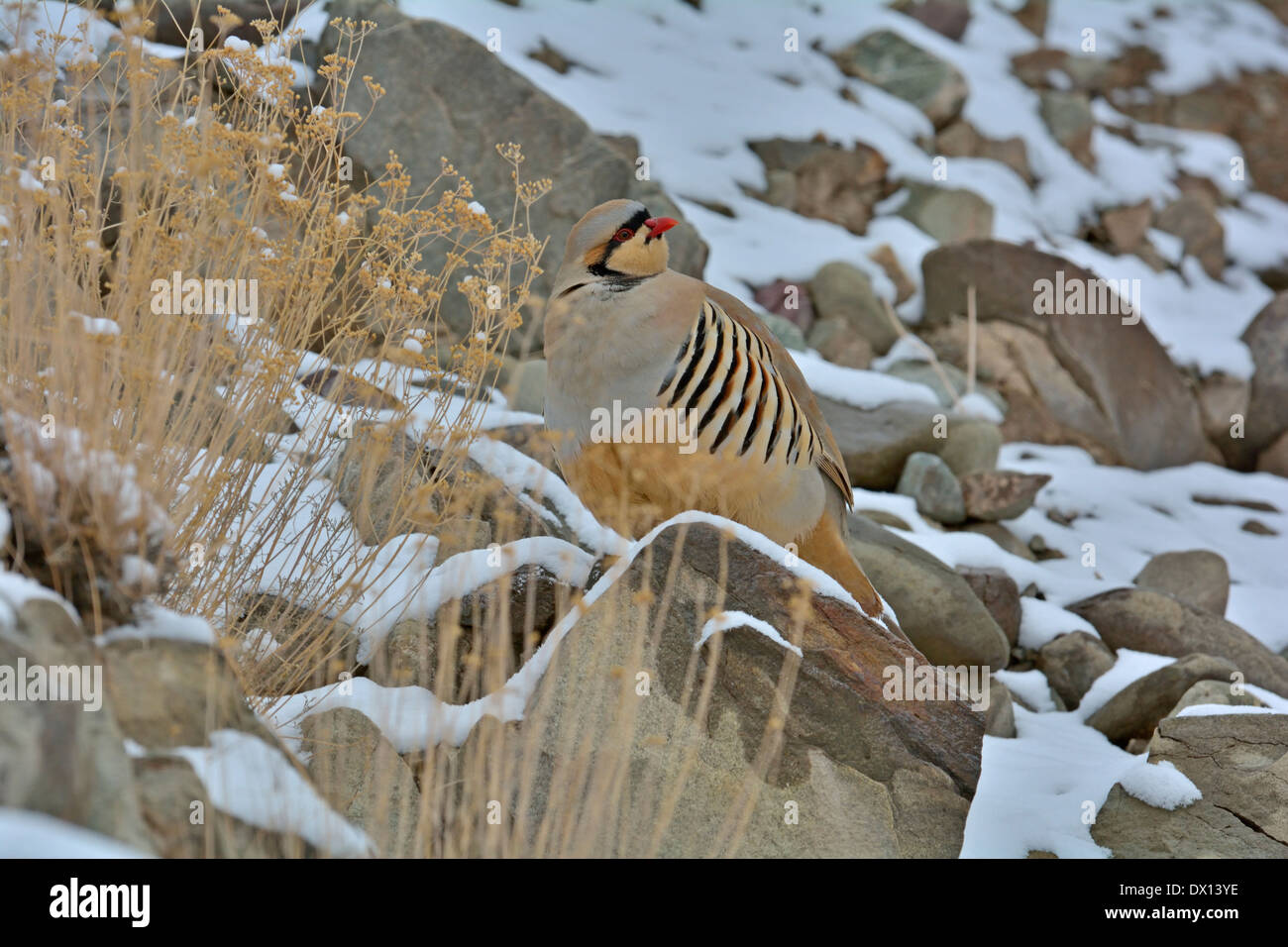 Chukar Partridge or Chukar (Alectoris chukar) against a blue sky in ...