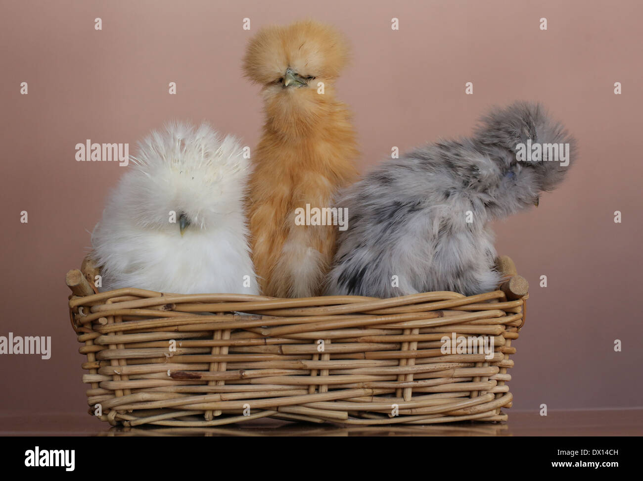 Silkie Chicken Pet