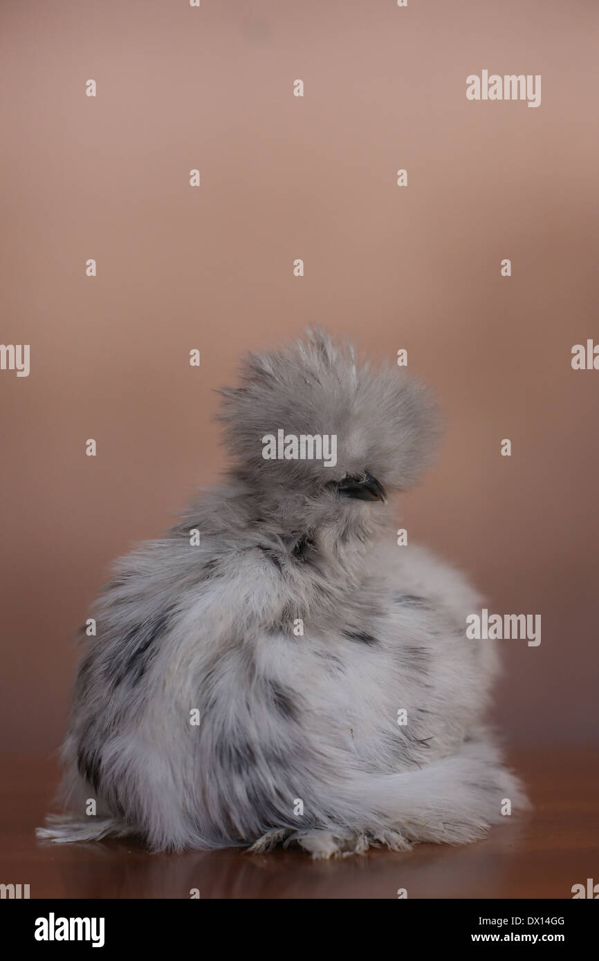 A splash colored Silkie chicken Stock Photo - Alamy