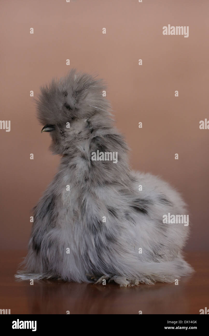 Grey silkie hi-res stock photography and images - Alamy