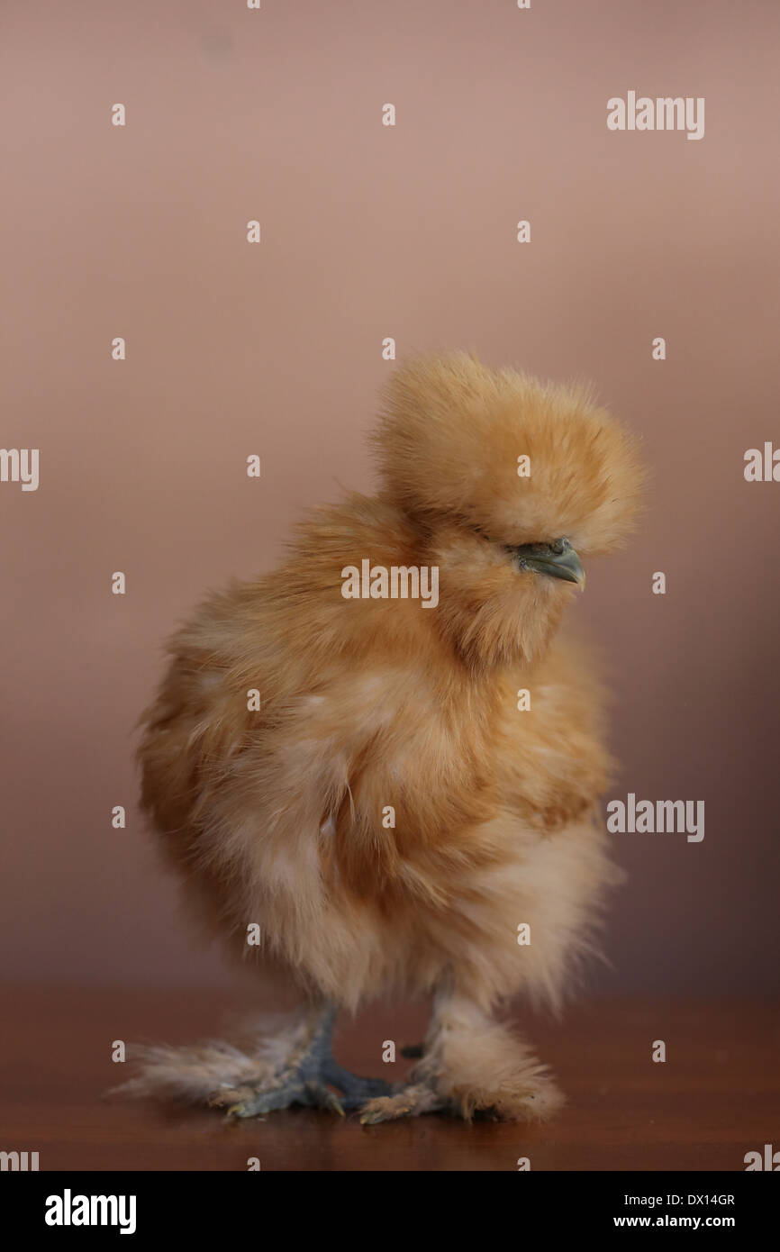 Buff colored hi-res stock photography and images - Alamy