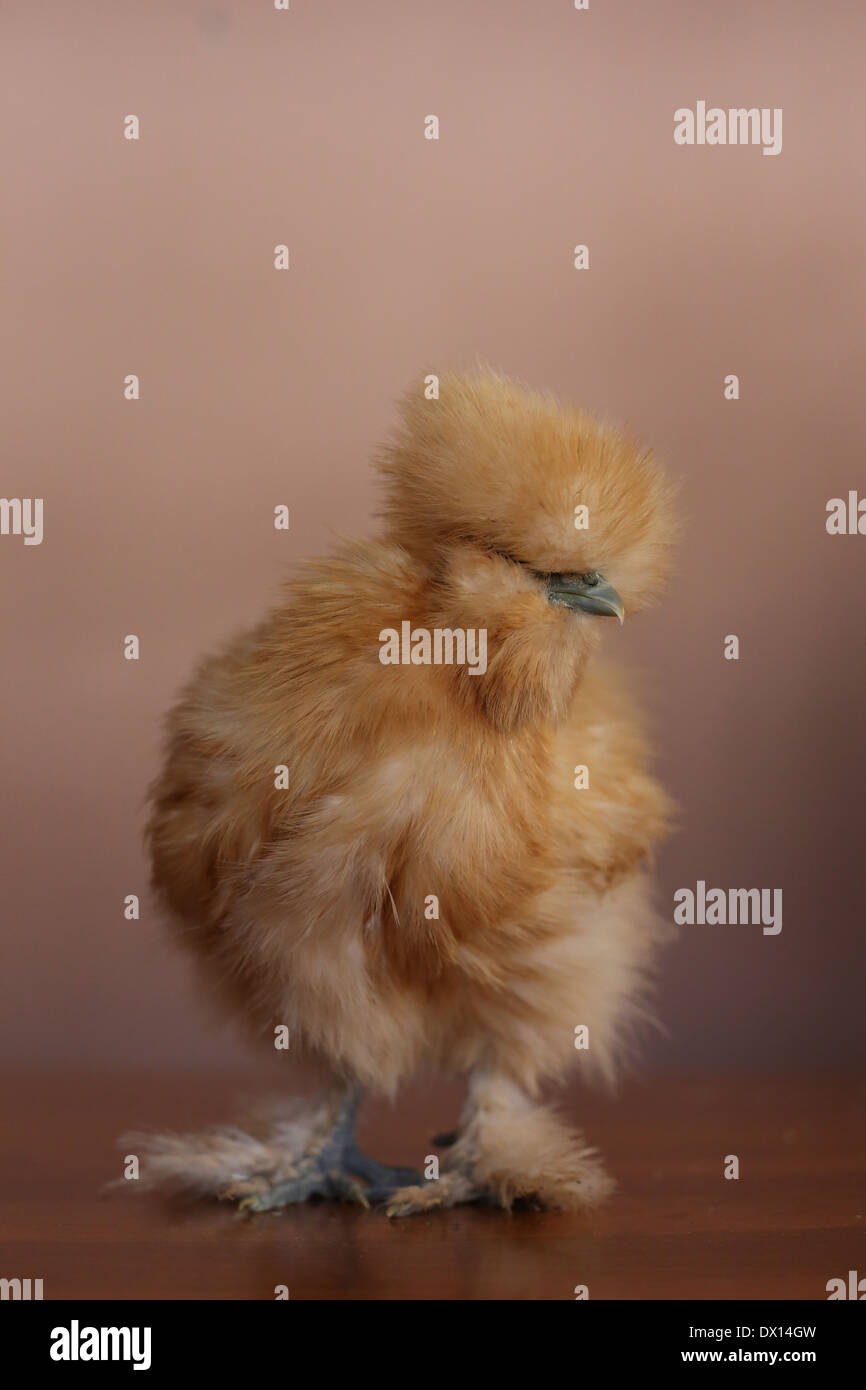 Buff silkie hi-res stock photography and images - Alamy