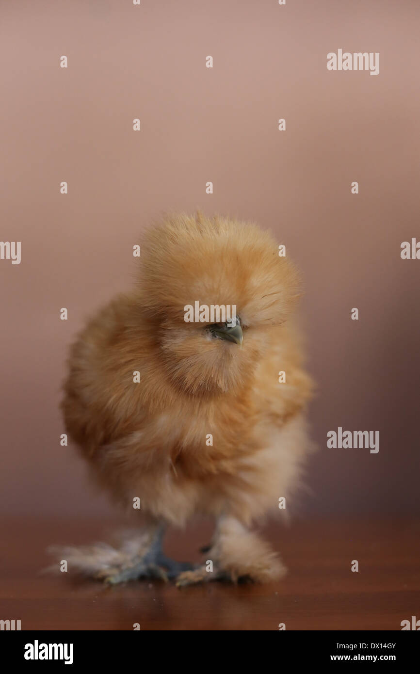 A buff colored Silkie chicken Stock Photo - Alamy