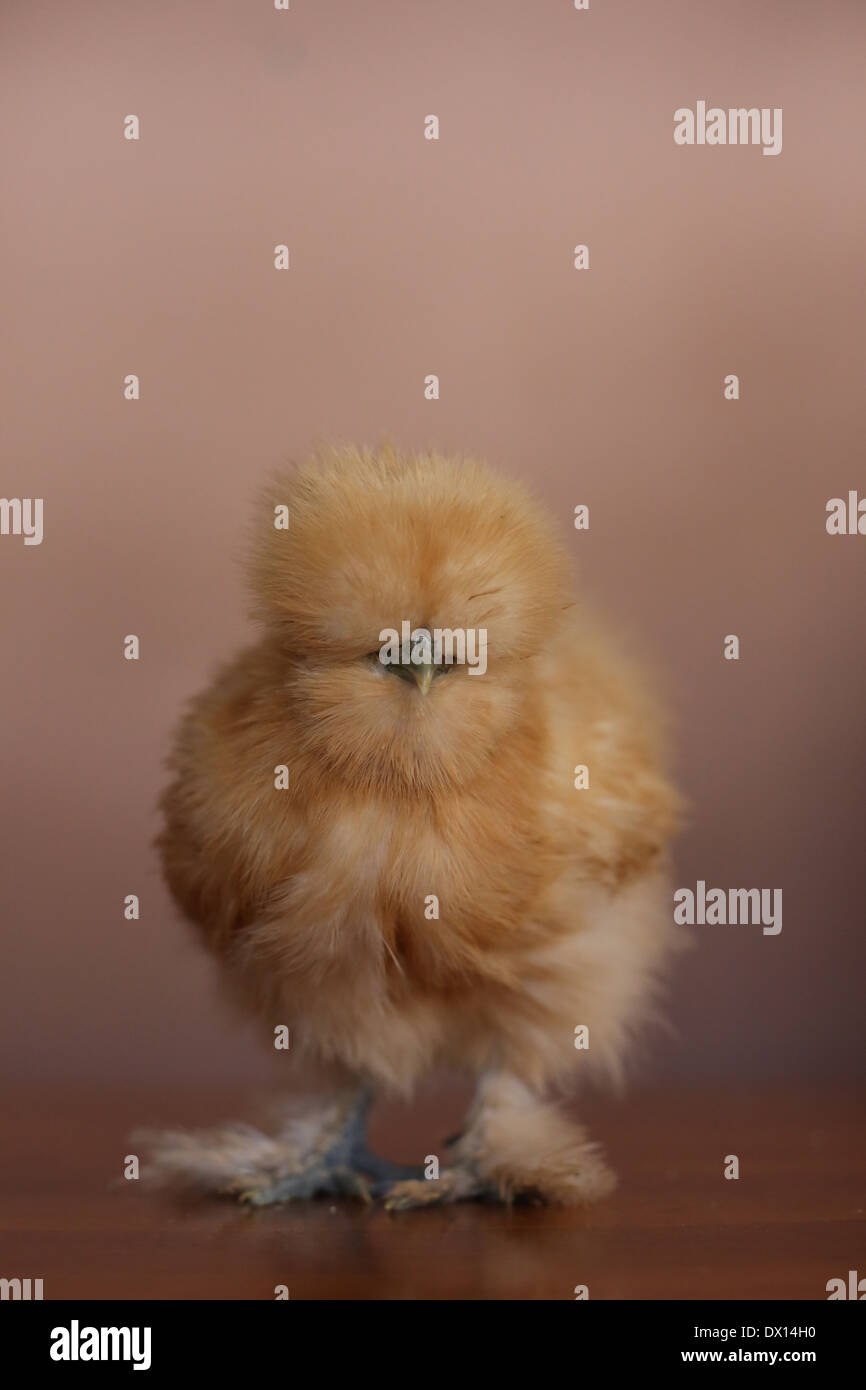 Buff colored hi-res stock photography and images - Alamy