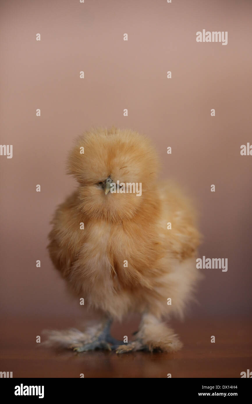 A buff colored Silkie chicken Stock Photo - Alamy
