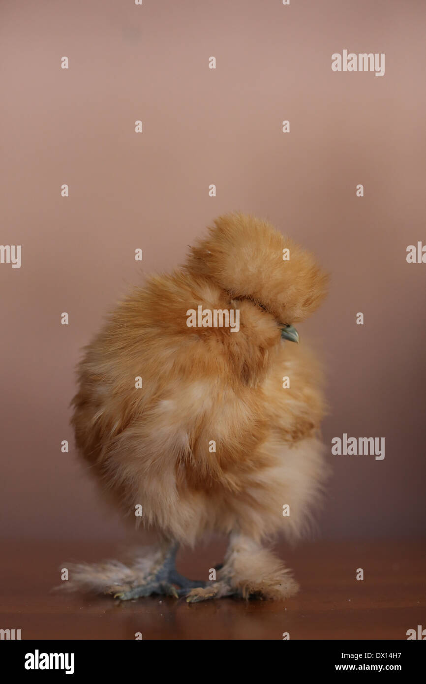 Buff silkie hi-res stock photography and images - Alamy