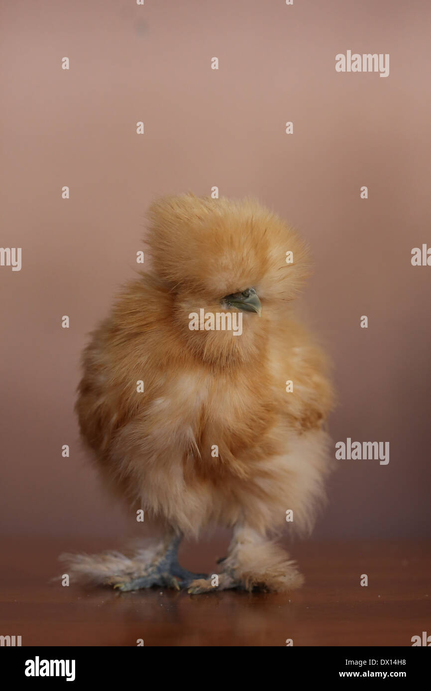 A buff colored Silkie chicken Stock Photo - Alamy