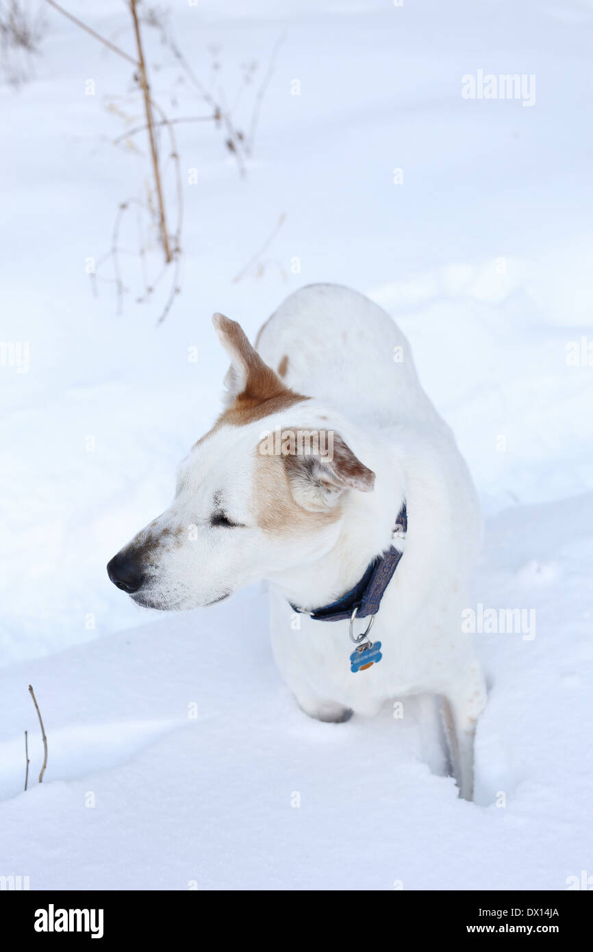 A dog standing in deep snow Stock Photo - Alamy