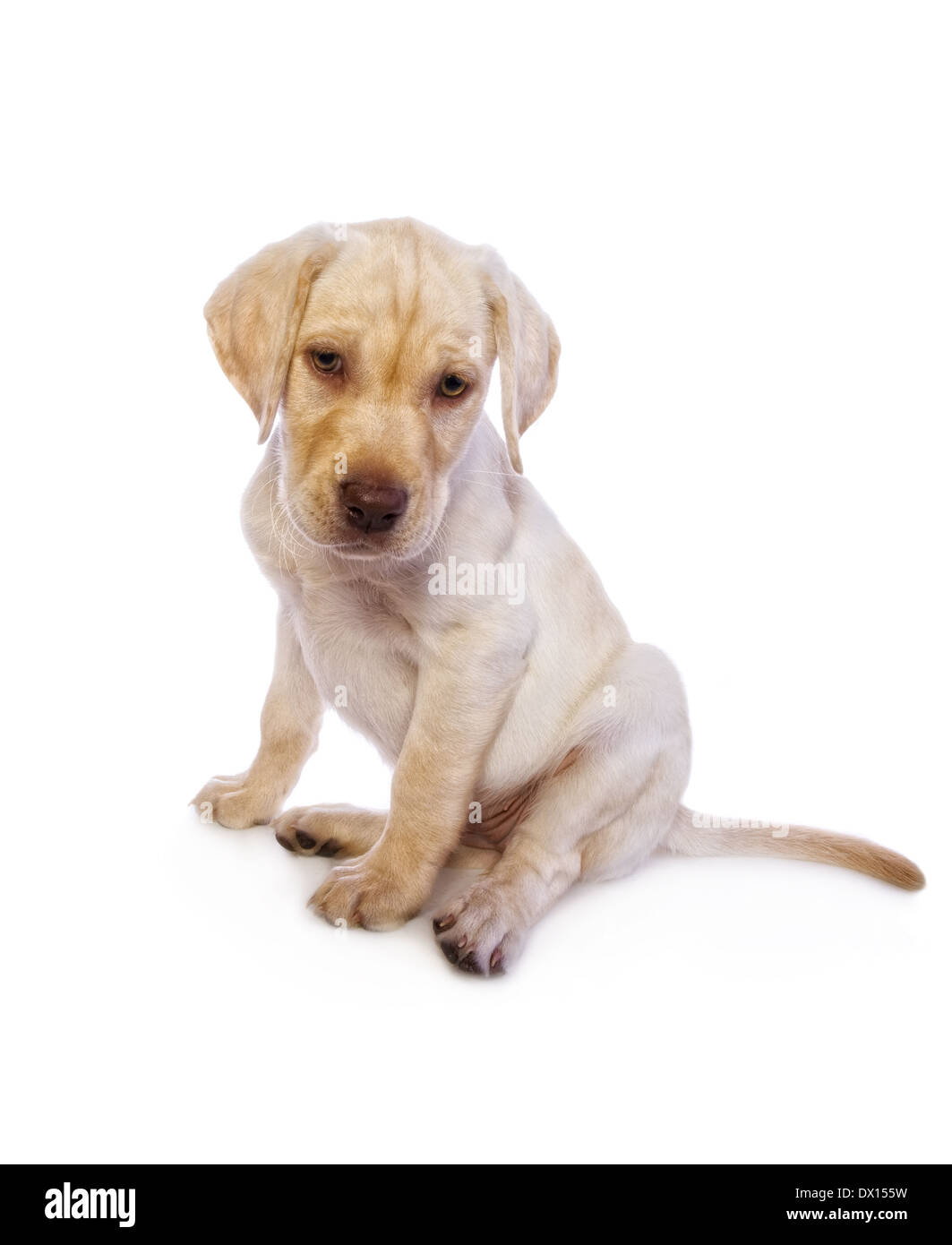Adorable yellow Labrador Retriever puppy looking sad isolated on white ...