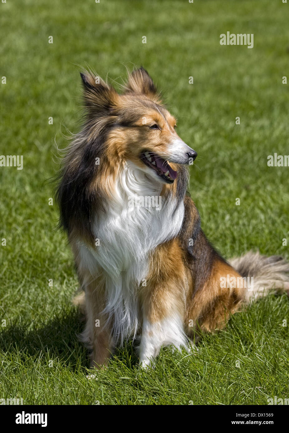 Shetland Sheep Dog Stock Photos & Shetland Sheep Dog Stock Images - Alamy