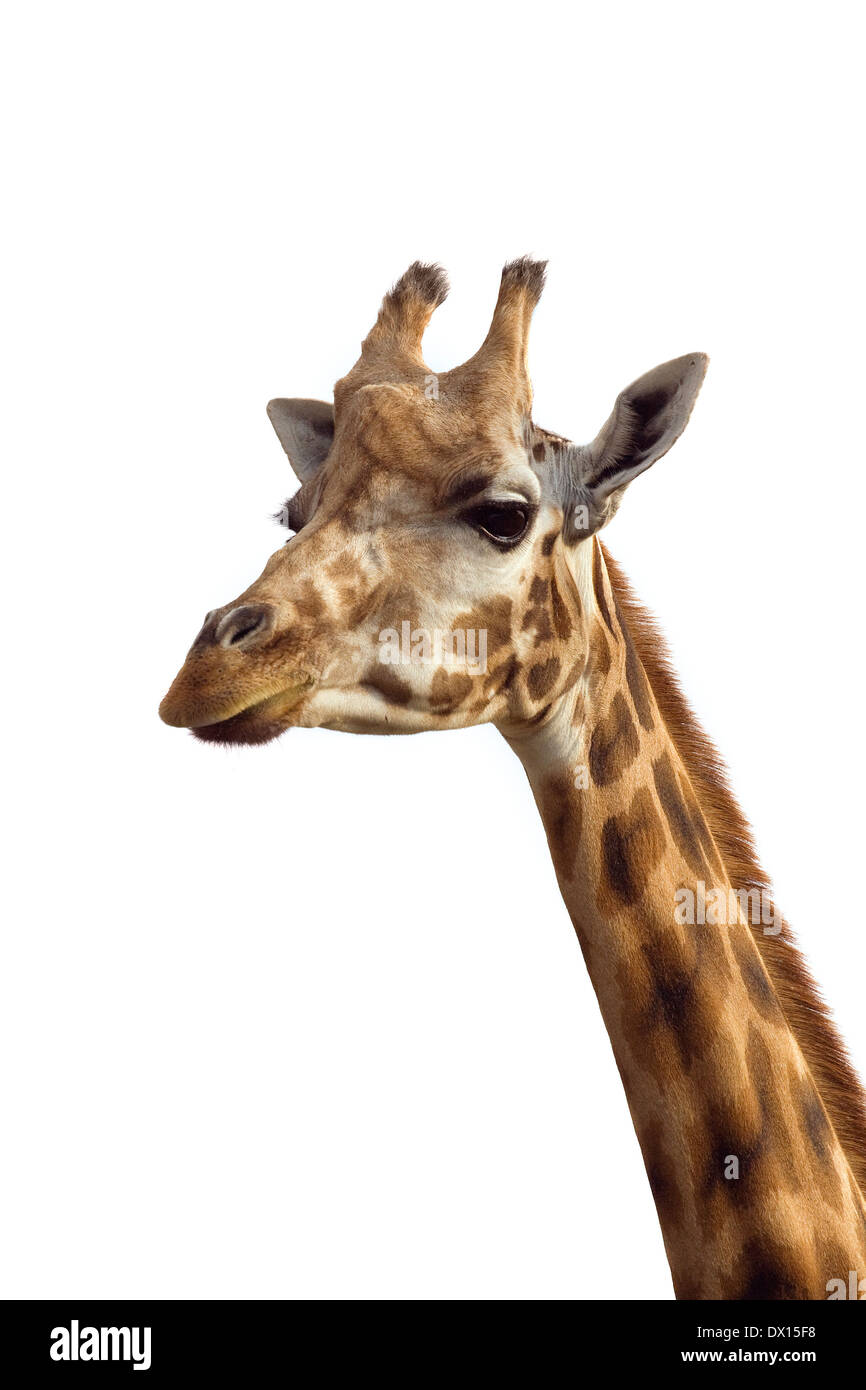 An isolated photo of a giraffe's neck and head Stock Photo - Alamy