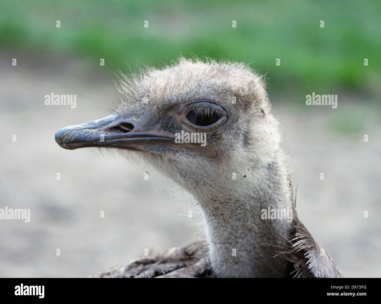 Head and neck of an ostrich with tousled feathers Stock Photo - Alamy
