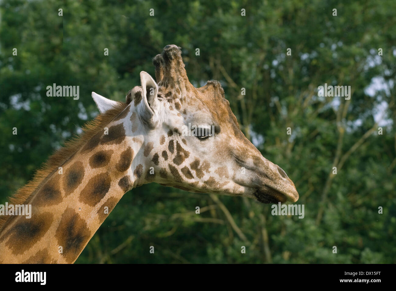 Giraffe neck mane hi-res stock photography and images - Alamy